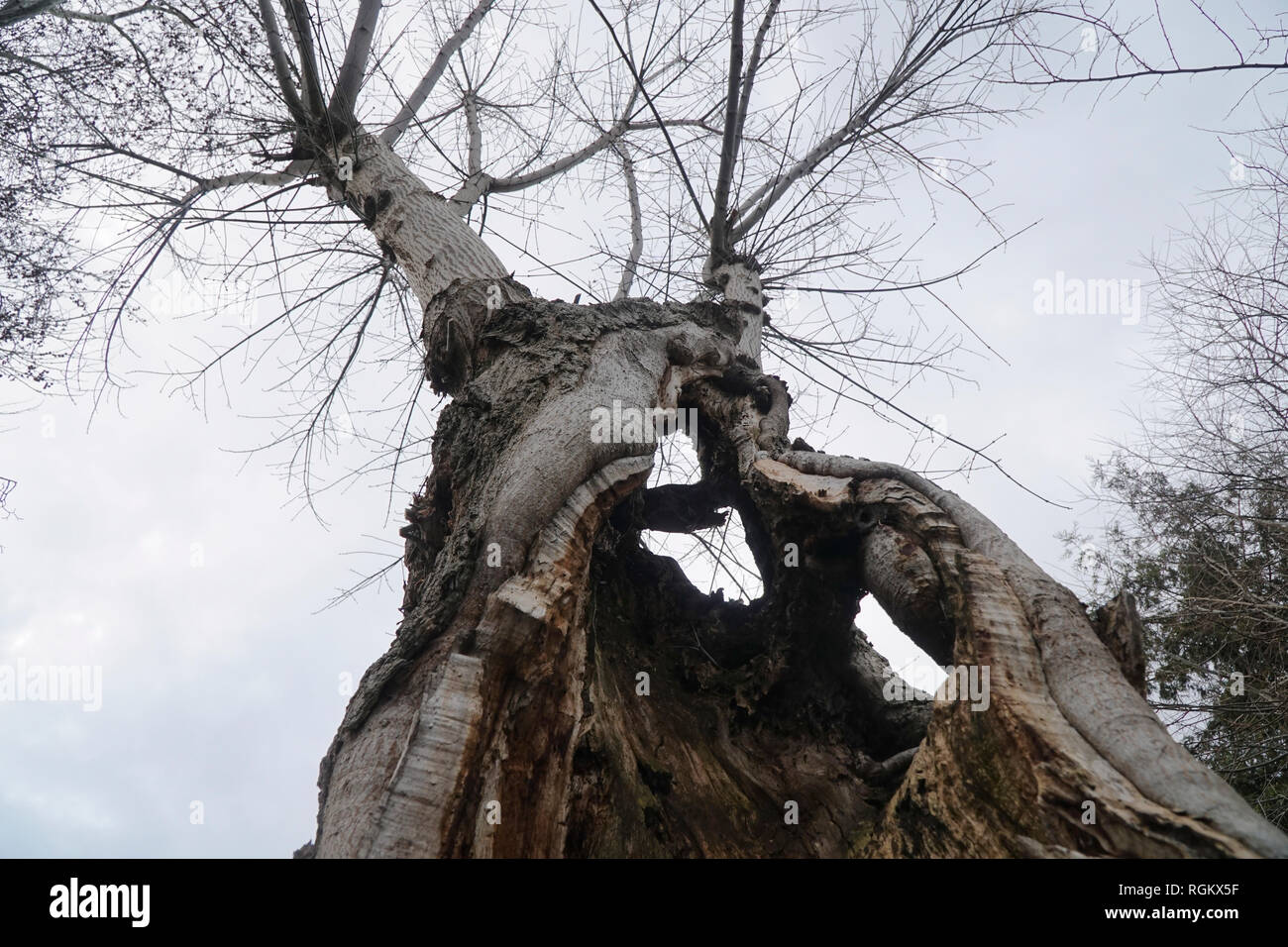 Spooky tree bark hi-res stock photography and images - Alamy