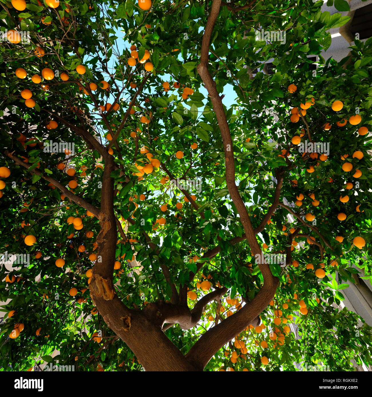 Orange Trees Valencia Stock Photo - Alamy
