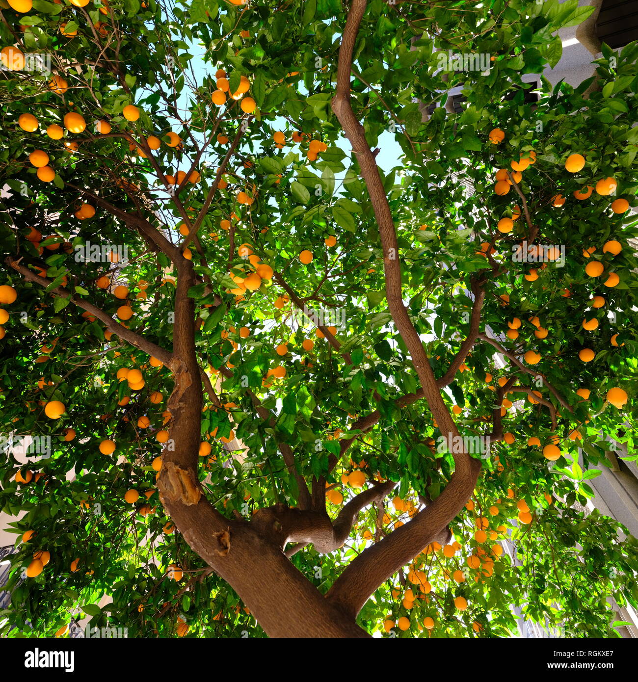 Orange Trees Valencia Stock Photo - Alamy