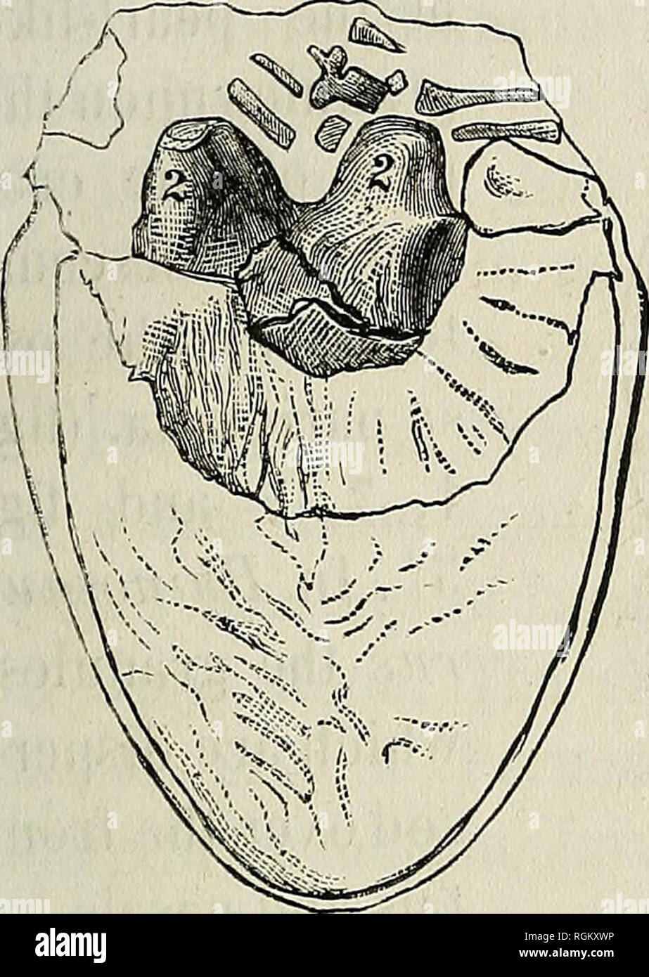 Labyrinthodont hi-res stock photography and images - Alamy