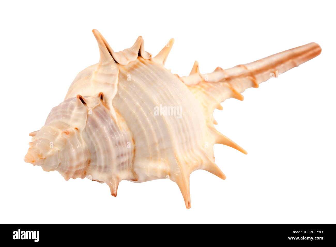 The sea shell close up isolated Stock Photo - Alamy