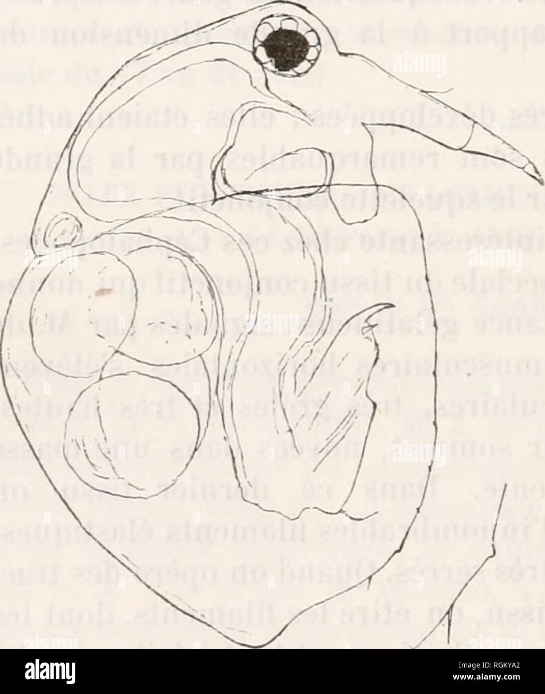 Bosmina sp hi-res stock photography and images - Alamy