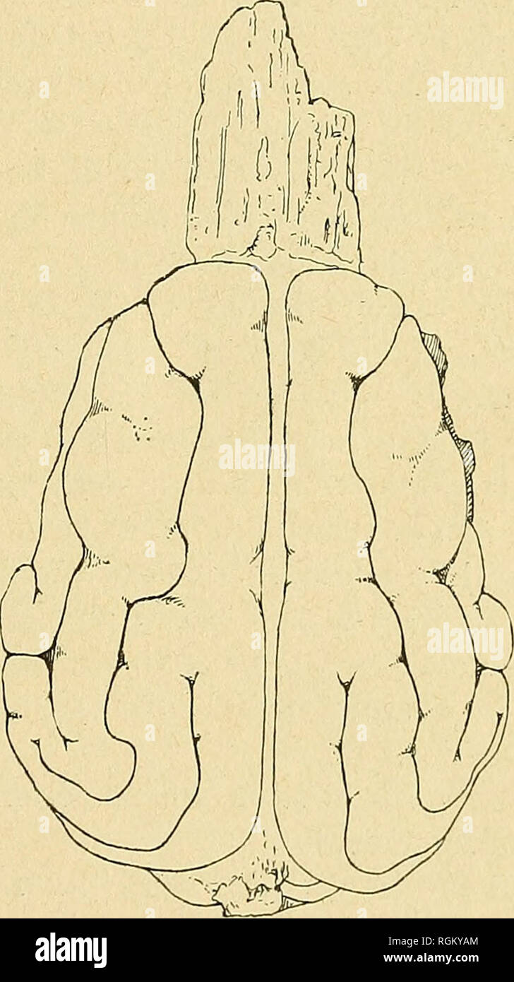 Potamotherium hi-res stock photography and images - Alamy