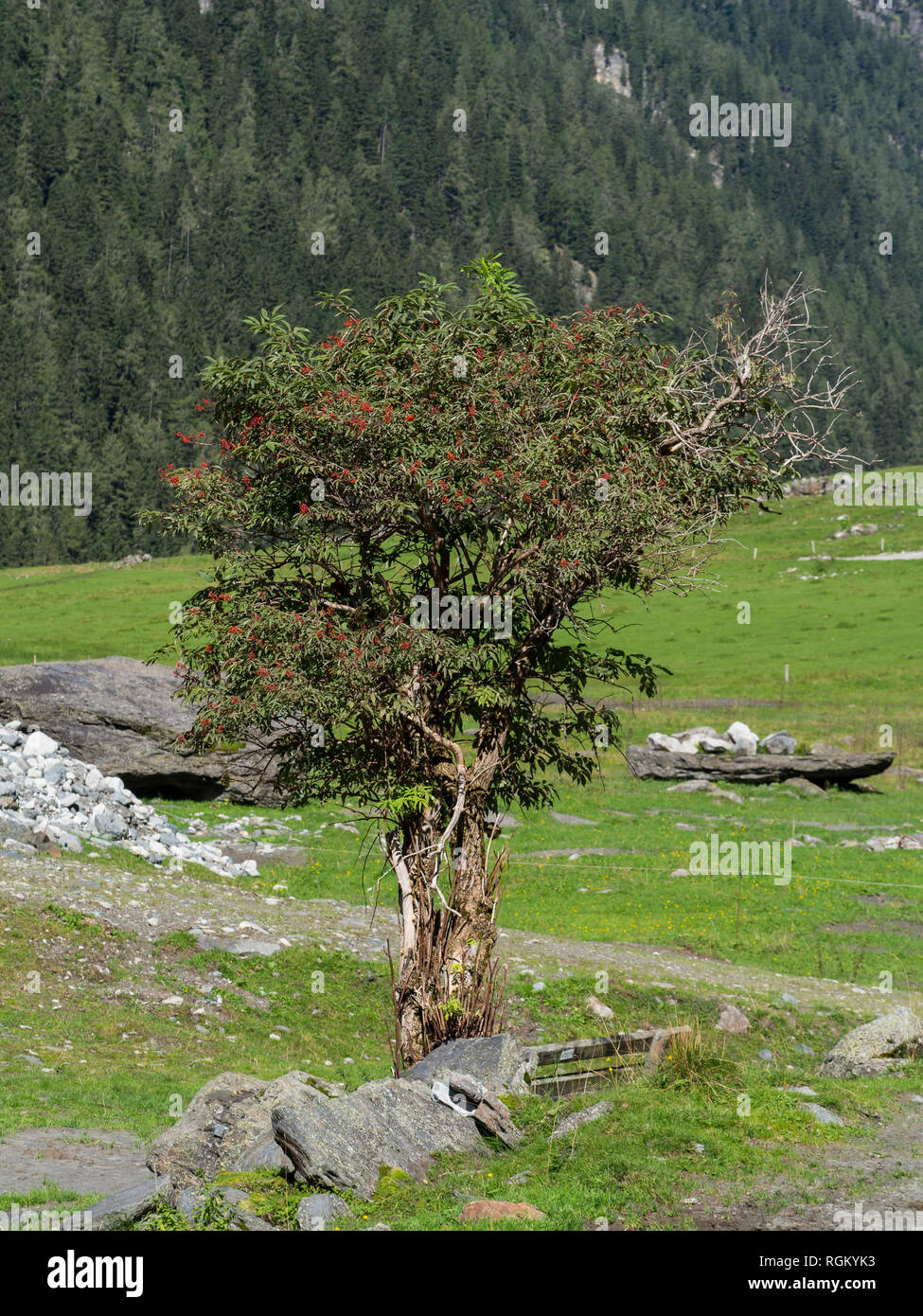 Rowan rowan tree hi-res stock photography and images - Alamy