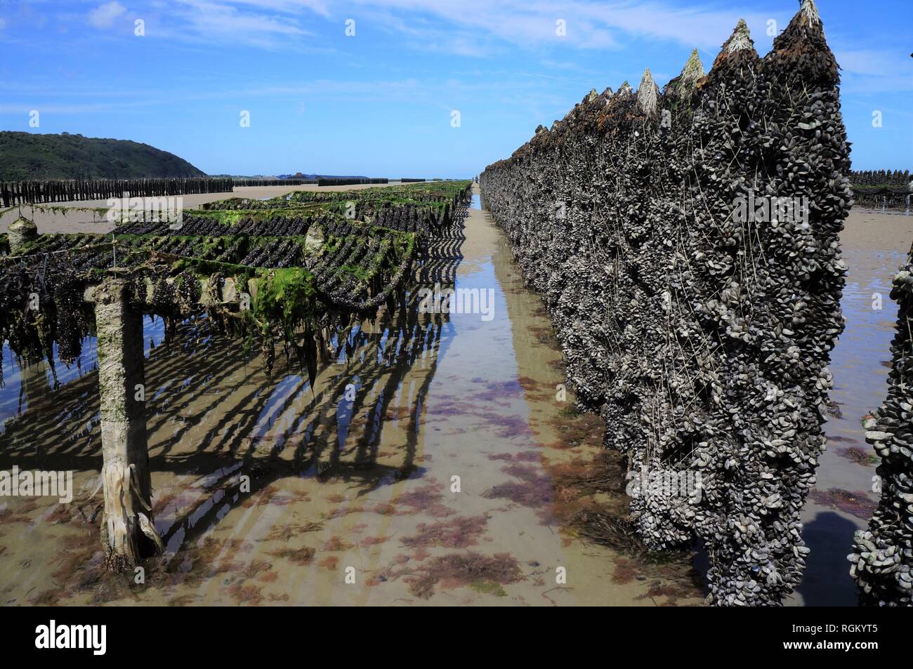 Oyster bank and mussel bank at ebb tide Brittany France Europe Stock ...