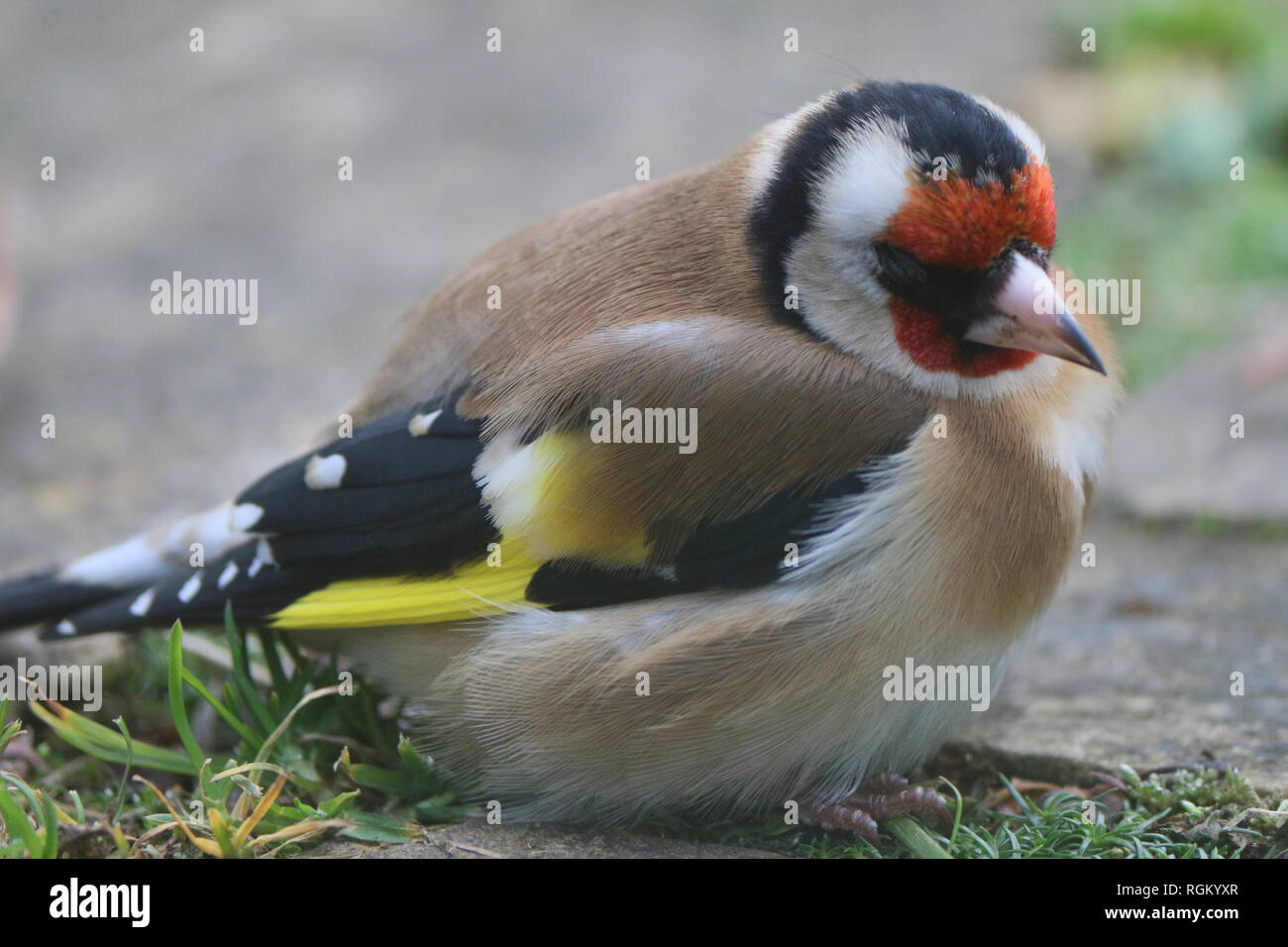 Close up male beautiful Goldfinch live wild bird, with red, black white ...