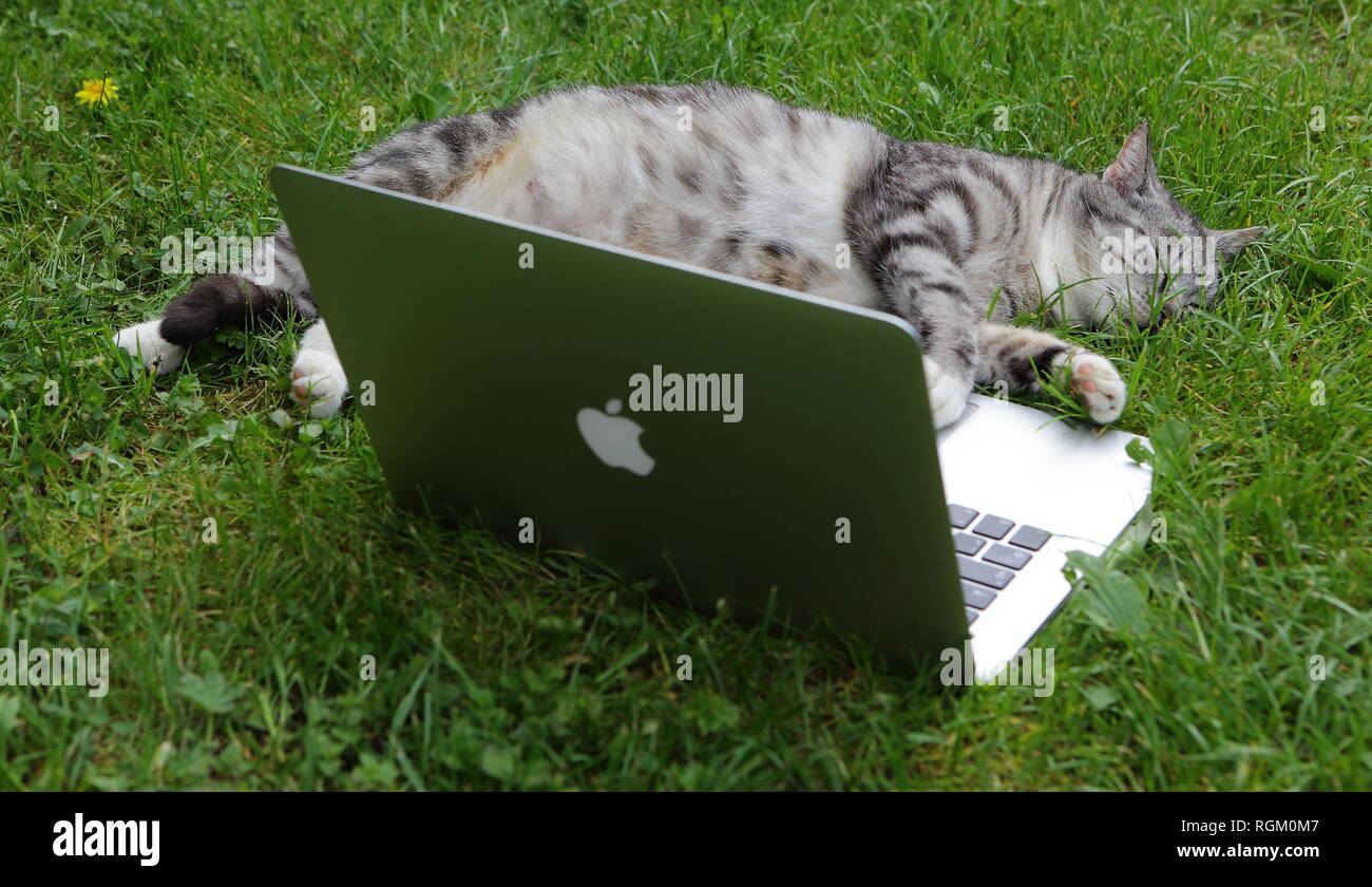 TEXEL, NETHERLANDS - JUNE 5, 2018: Cat and Apple Computer. Photo of a ...