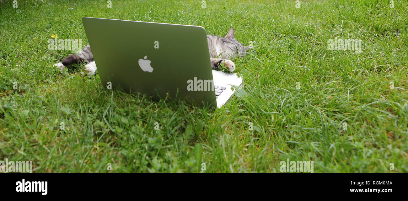TEXEL, NETHERLANDS - JUNE 5, 2018: Cat and Apple Computer. Photo of a ...