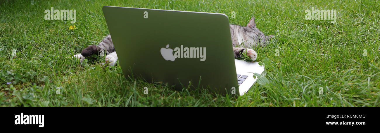 TEXEL, NETHERLANDS - JUNE 5, 2018: Cat and Apple Computer. Photo of a ...
