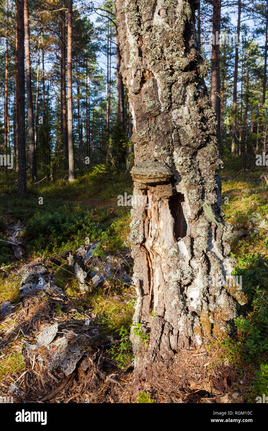 Dead birch tree hi-res stock photography and images - Alamy