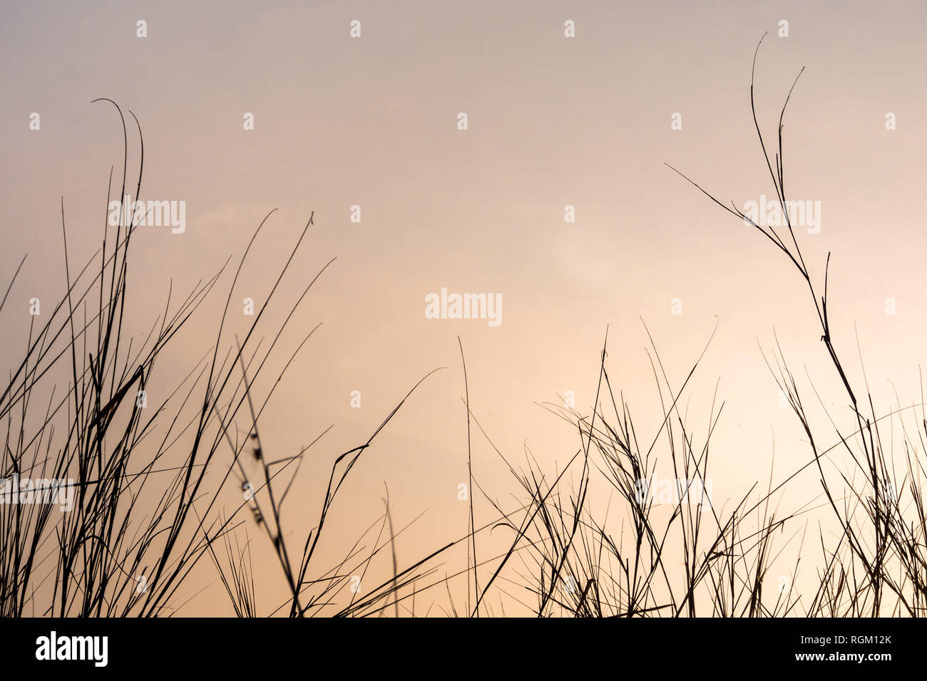 Dried blade of grass in the evening light Stock Photo - Alamy