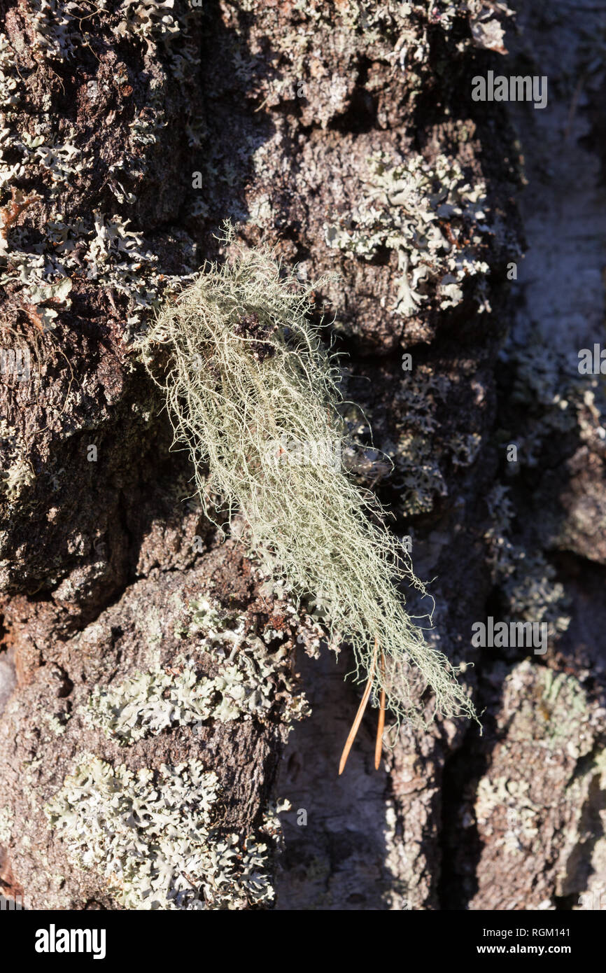 Beard moss on tree trunk Stock Photo - Alamy