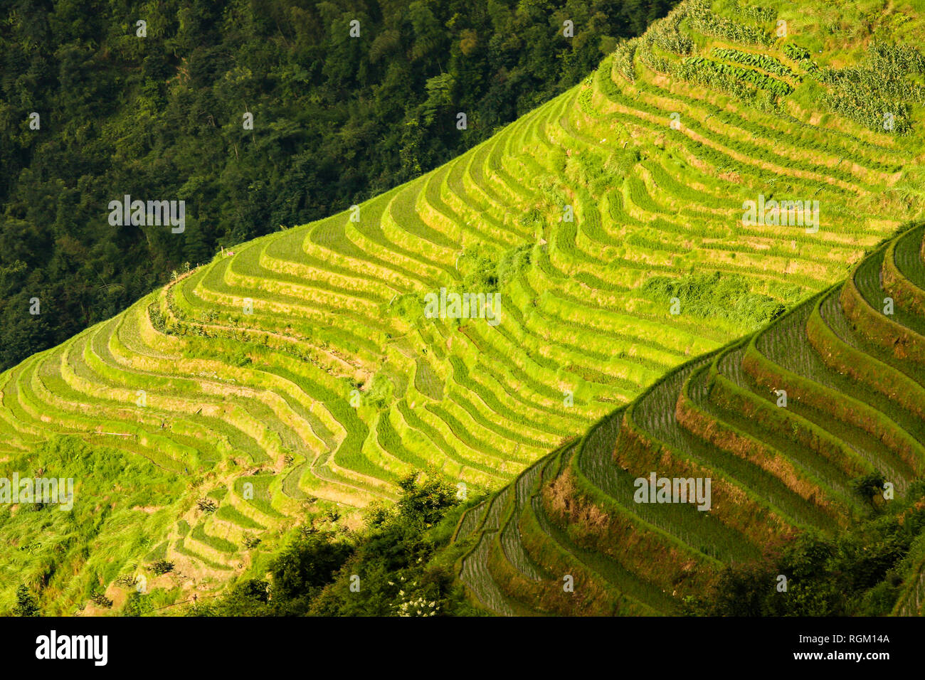 Chinese rice terraces hi-res stock photography and images - Alamy
