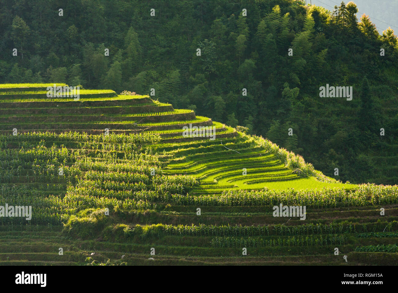 Longsheng rice terraces landscape in China Stock Photo - Alamy