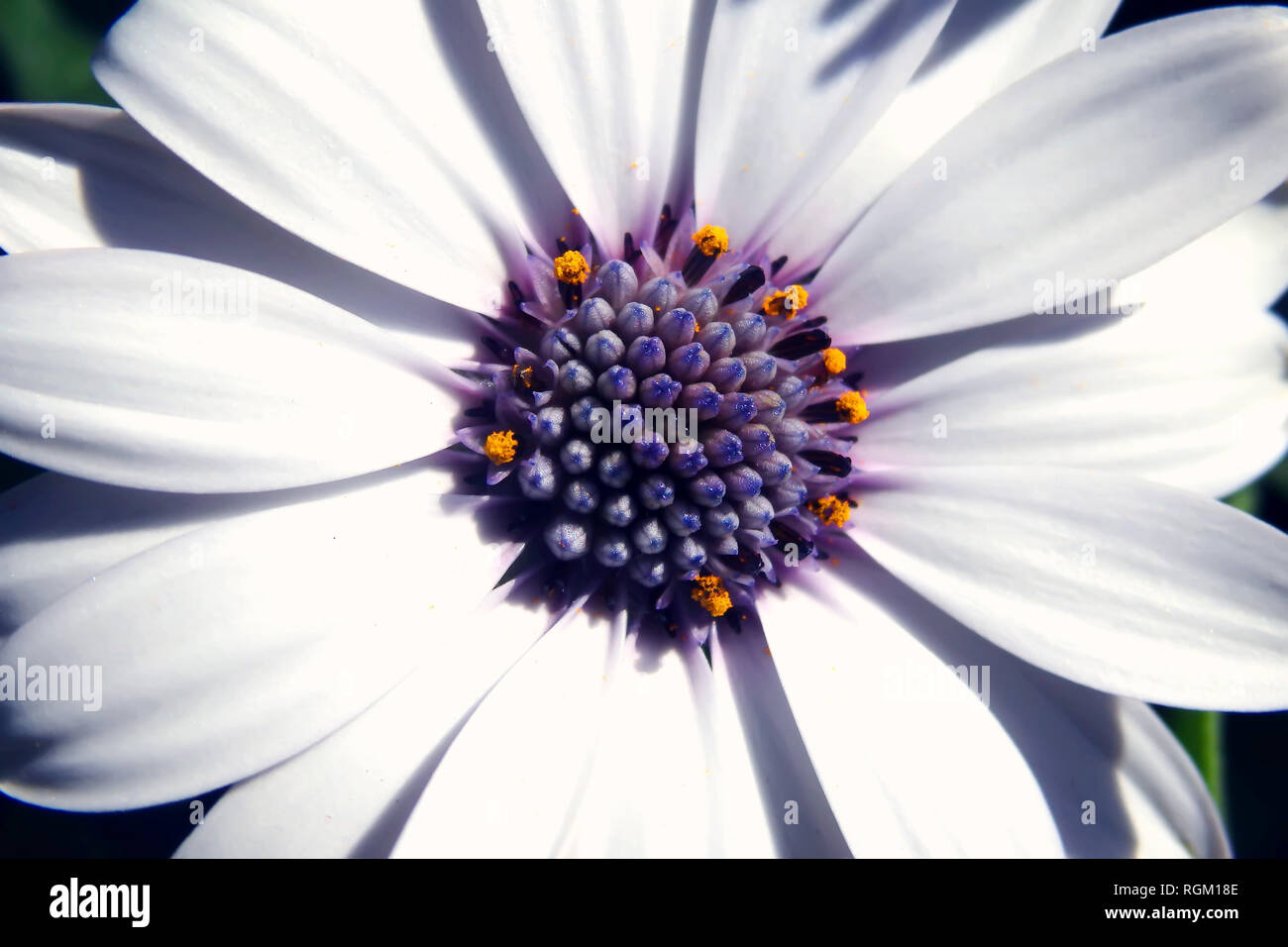 White Daisy Flower Head Closeup Top View Stock Photo - Alamy