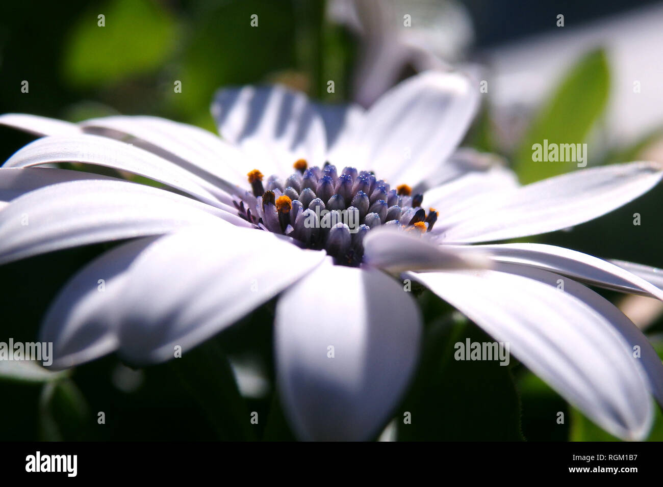 Beautiful card closeup view hi-res stock photography and images - Alamy