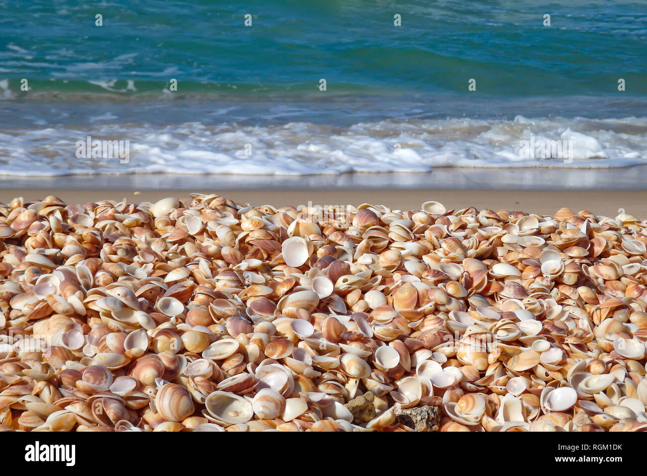 A pile of seashells close-up on the seashore with foamy waves Stock ...