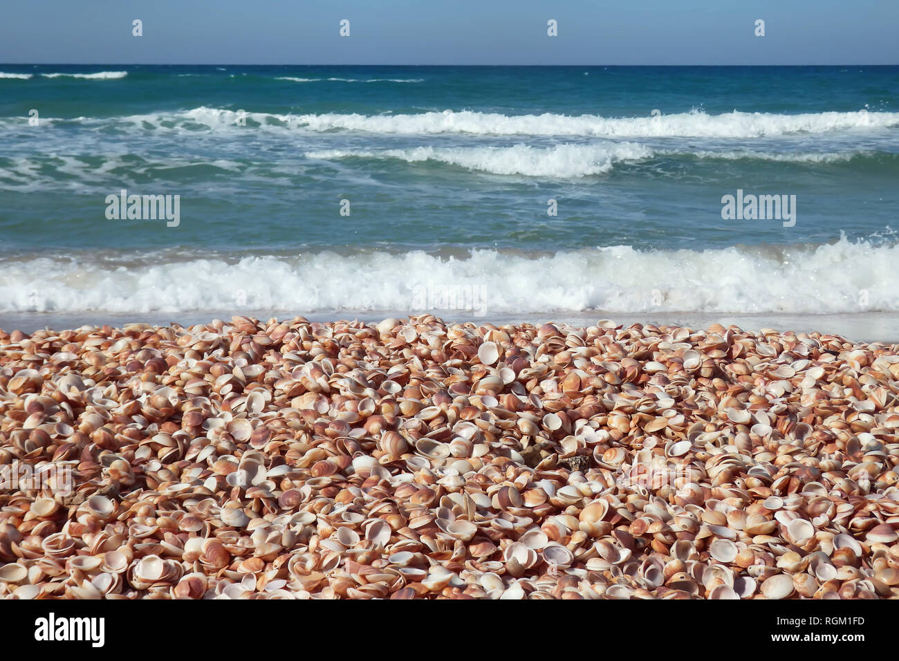Golden seashells close-up on the seashore with foamy waves Stock Photo ...
