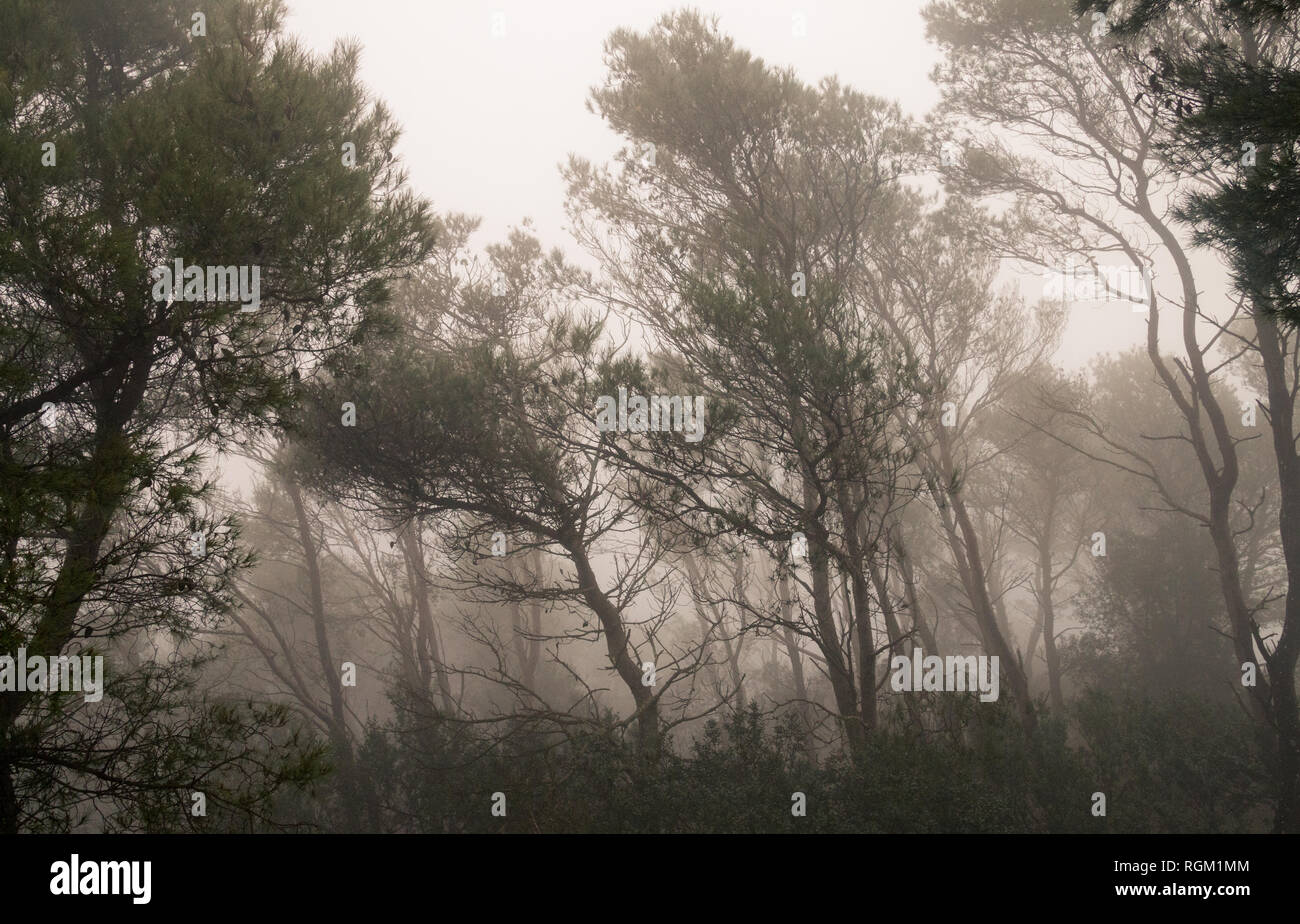 Mist and light hi-res stock photography and images - Alamy