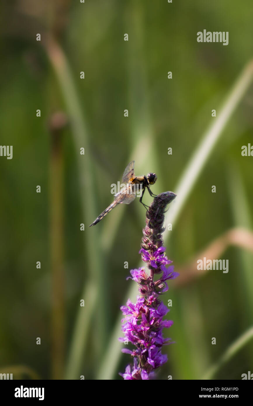 Flying dragon plant hi-res stock photography and images - Alamy