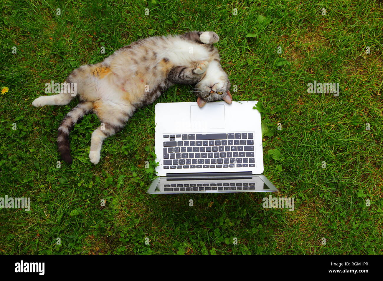 TEXEL, NETHERLANDS - JUNE 5, 2018: Cat and Apple Computer. Photo of a ...
