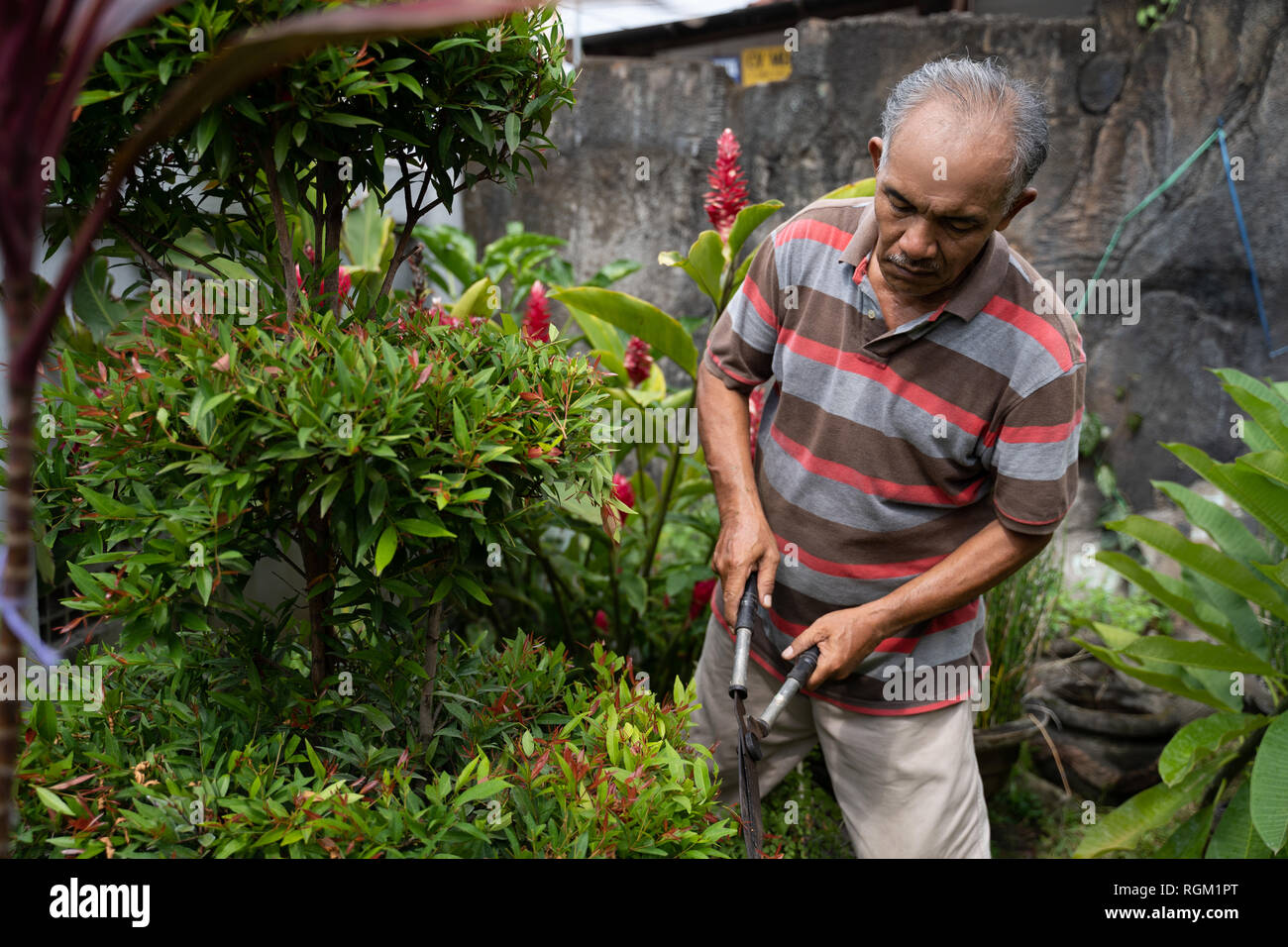 senior male gardener cutting some leaf Stock Photo - Alamy