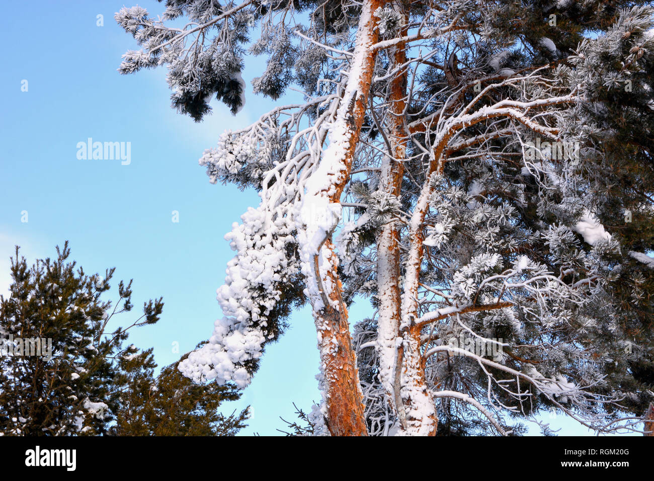 Pines covered in fresh snow Stock Photo - Alamy