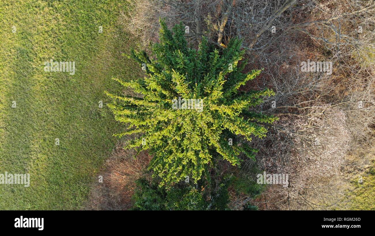 Tree from above Stock Photo - Alamy