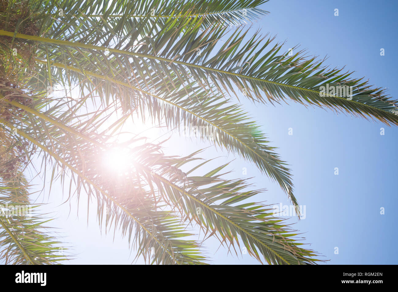Sunlight breaking through tree leaves hi-res stock photography and ...