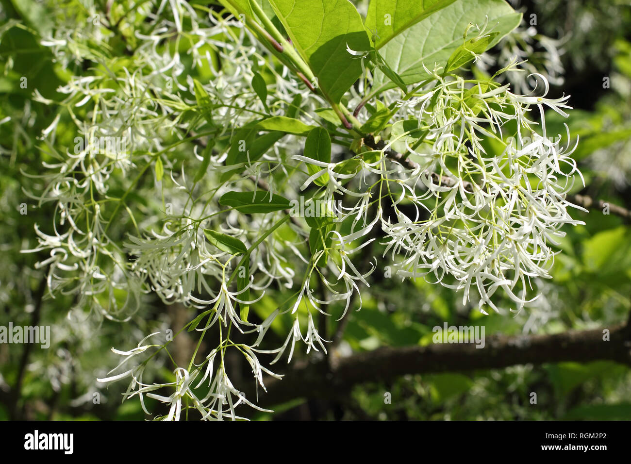 Flowers of White Fringetree, Chionanthus virginicus Stock Photo - Alamy