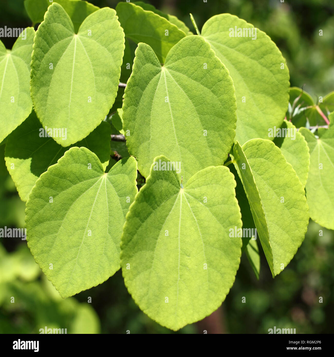 Leaves of Katsura tree, Cercidiphyllum japonicum in spring Stock Photo ...