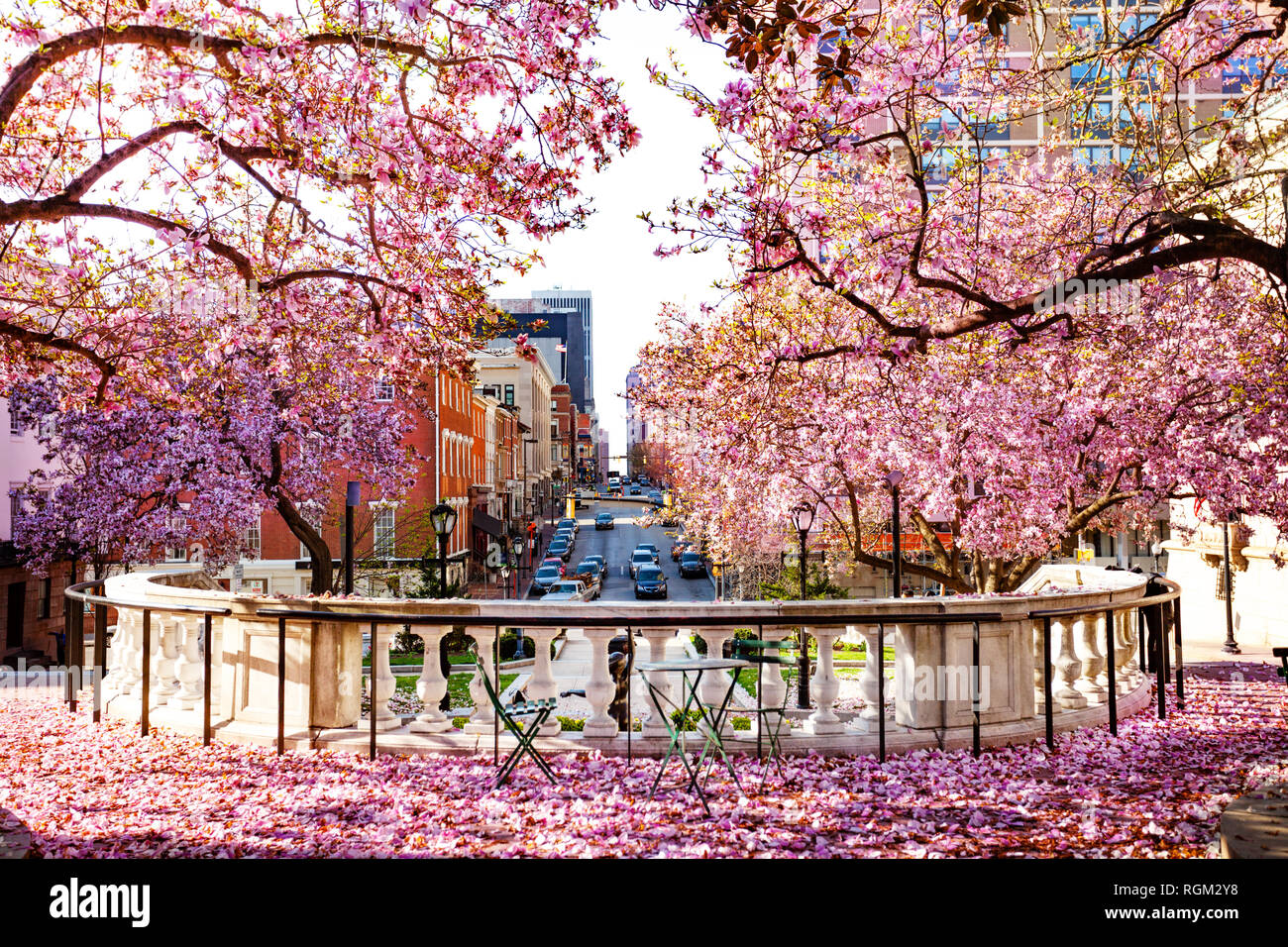 Baltimore city with flowering magnolia in spring Stock Photo - Alamy