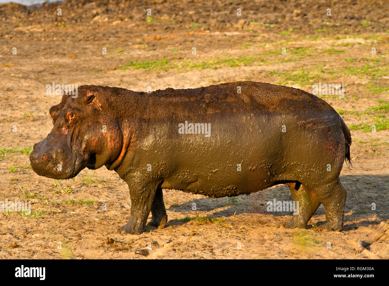 Hippo Mud High Resolution Stock Photography and Images - Alamy