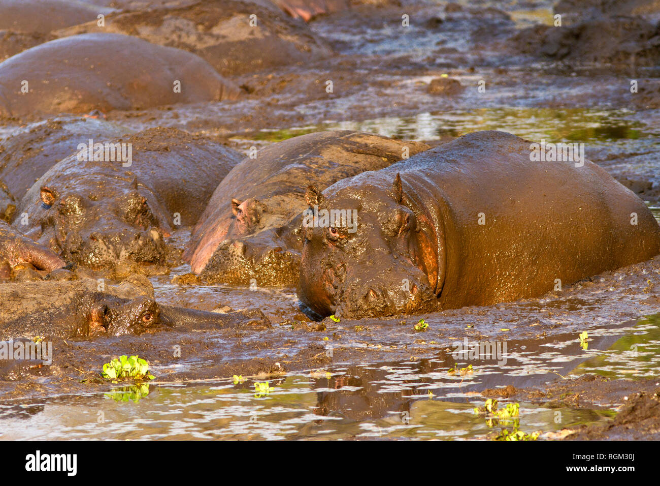 Hippo skin close hi-res stock photography and images - Alamy