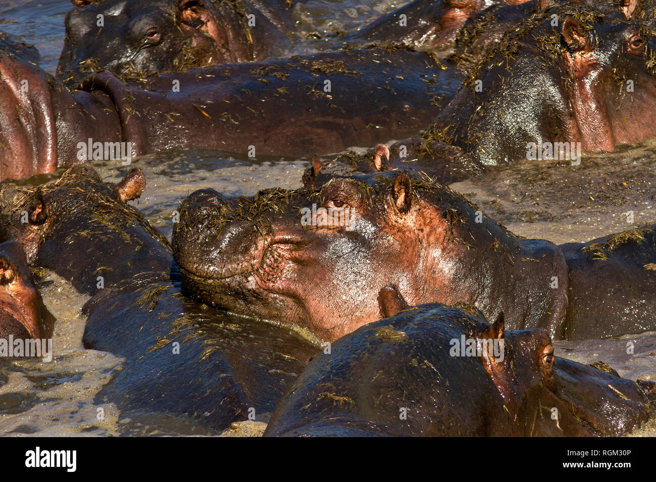 Hippo skin close hi-res stock photography and images - Alamy