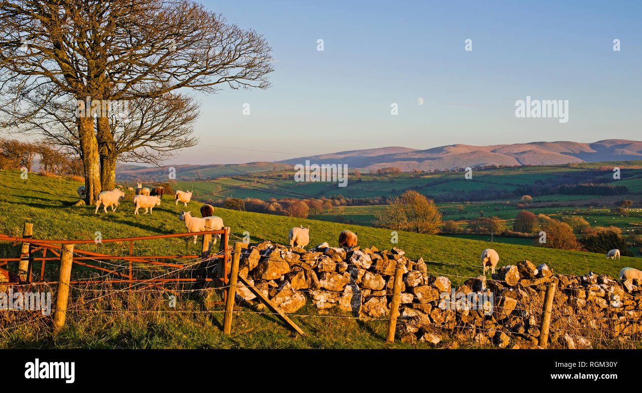 Upland grazing hi-res stock photography and images - Alamy