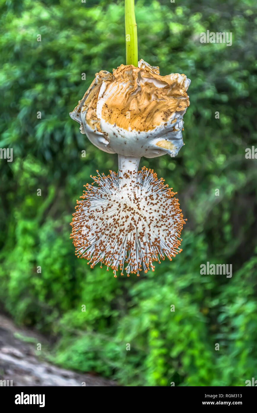 Adansonia digitata flower hi-res stock photography and images - Alamy