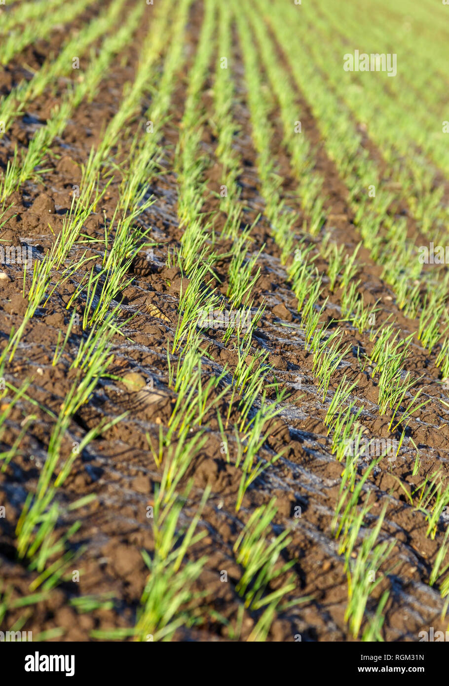 Growing shoots hi-res stock photography and images - Alamy