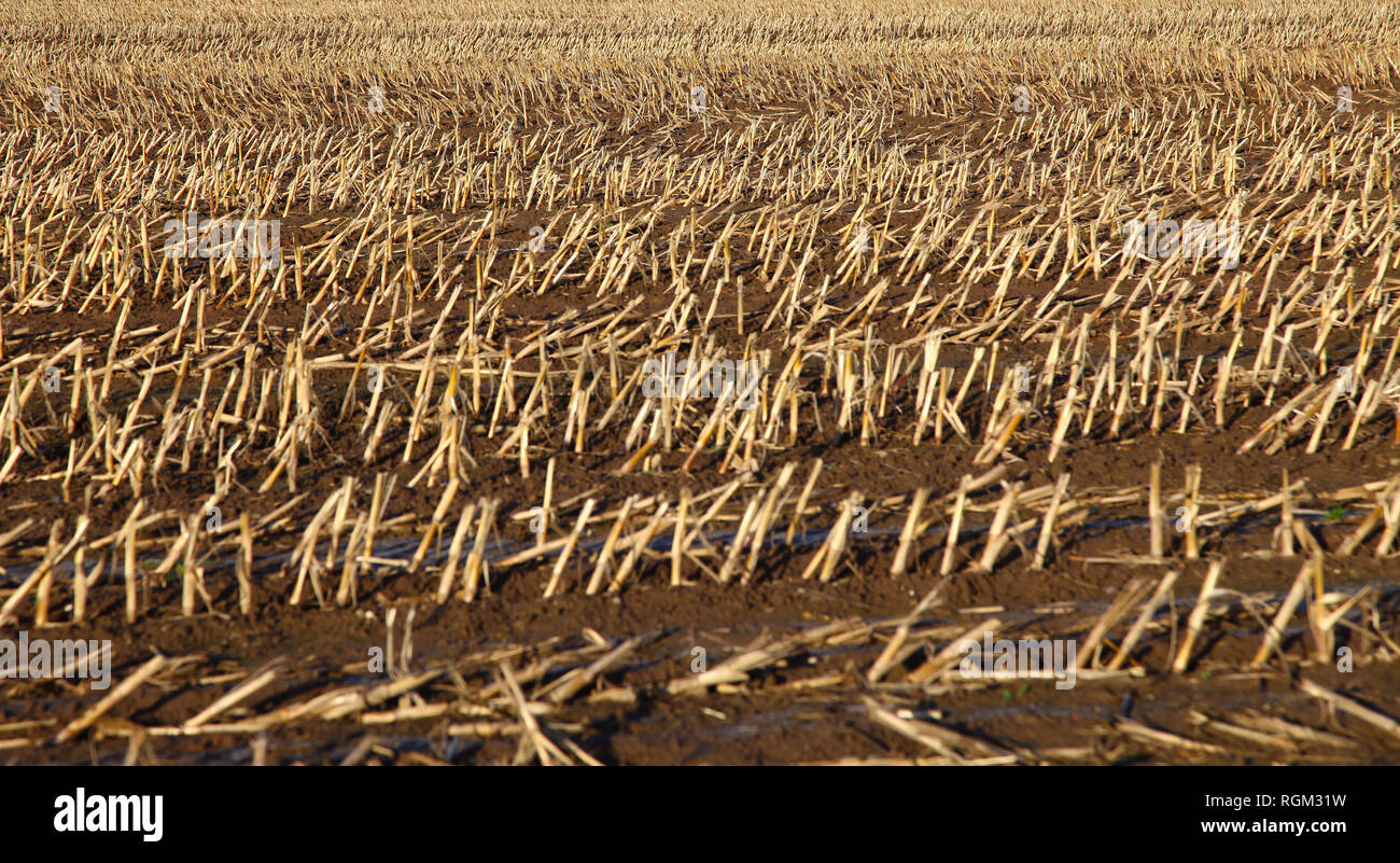 Wheat stubble hi-res stock photography and images - Alamy