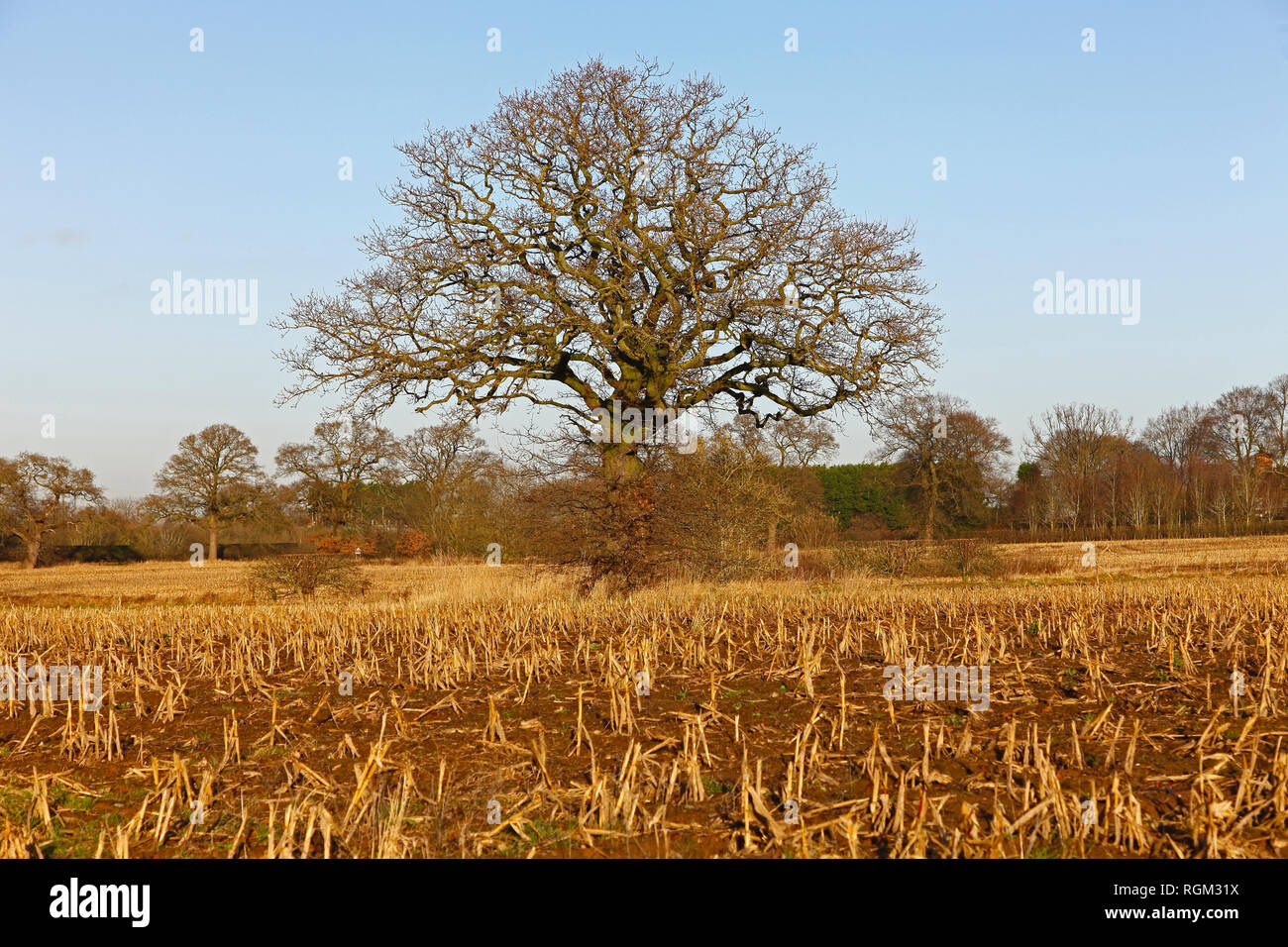 Stubble tree hi-res stock photography and images - Alamy
