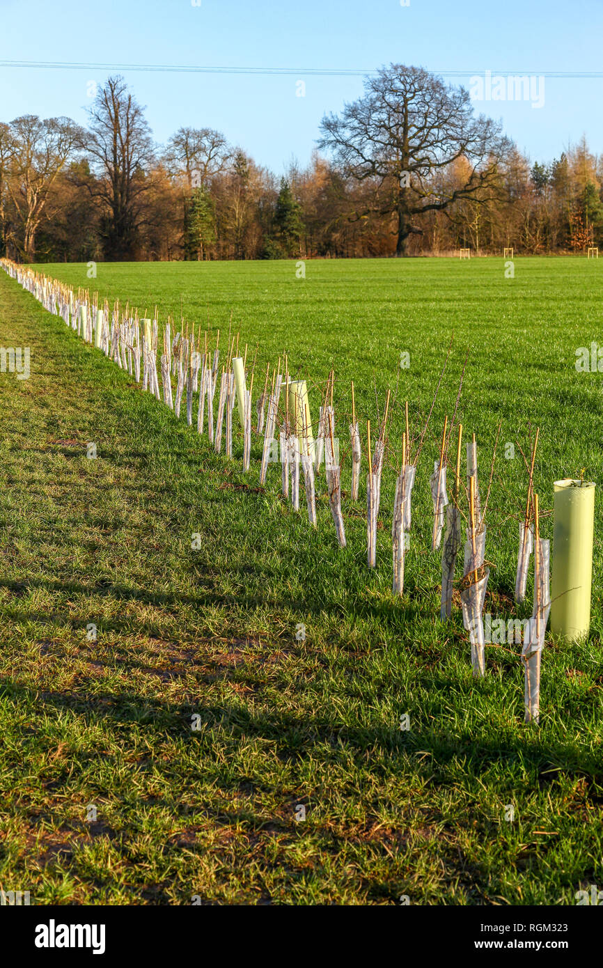 Planted hedge hi-res stock photography and images - Alamy