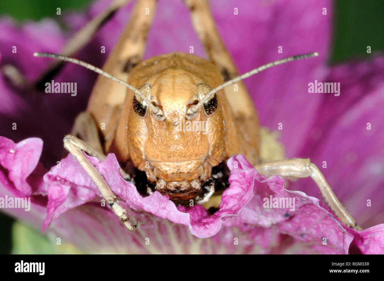 Rufous Grasshopper, Gomphocerippus rufus, Eating Purple Hollyhock ...