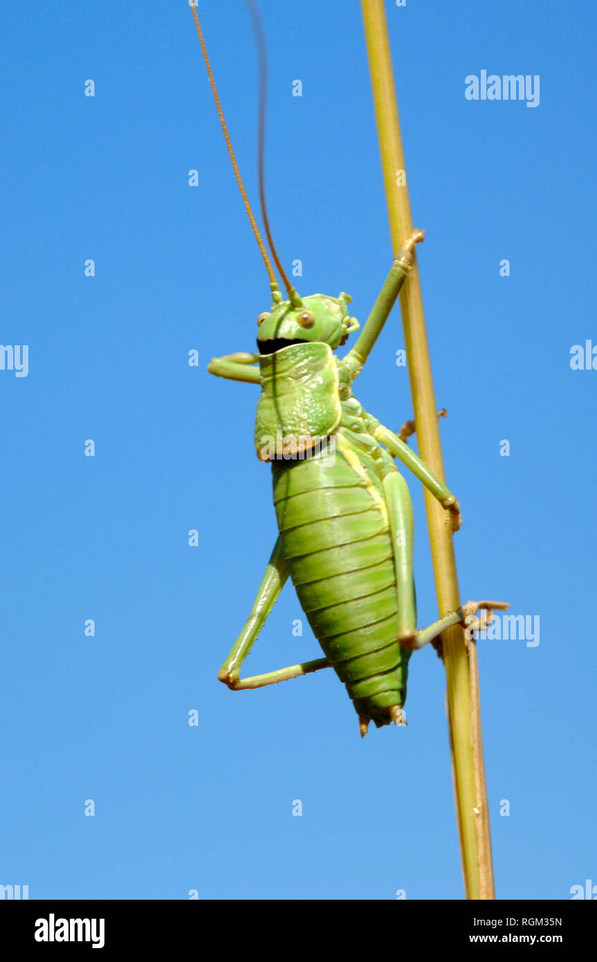 Insect climbing hi-res stock photography and images - Alamy