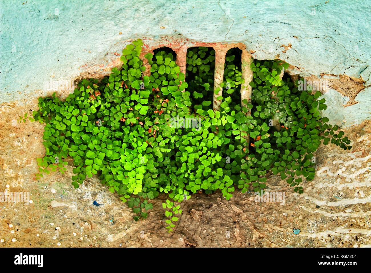 Adiantum capillus-veneris growing on the floor blue wall background ...