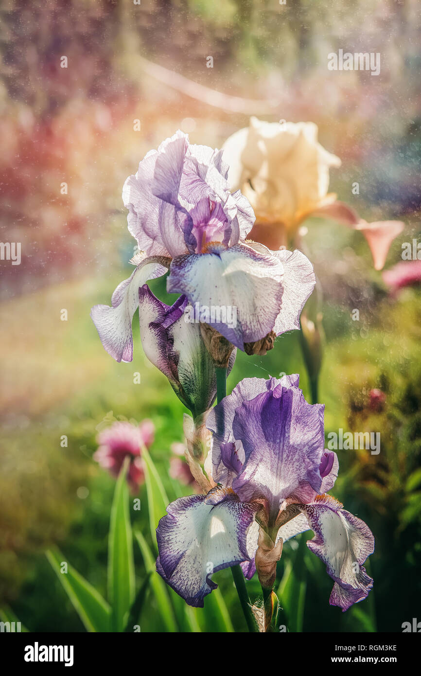 Blue flowers of iris marsh in the garden. Sunny day, blurred background ...