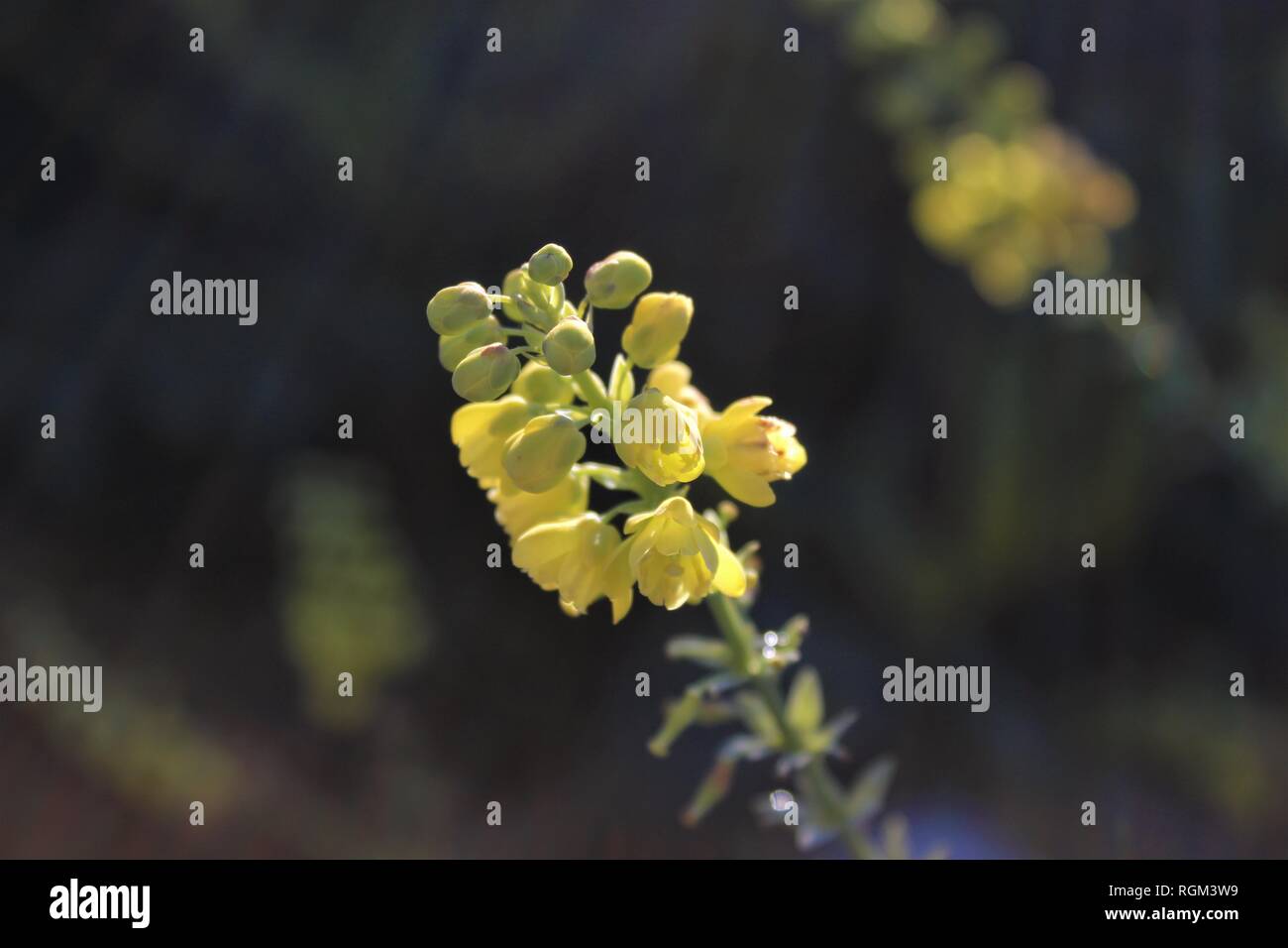 Yellow bush plant hi-res stock photography and images - Alamy