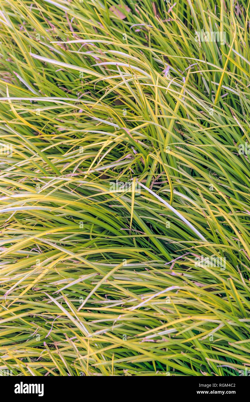 Long green grass close up for background Stock Photo - Alamy