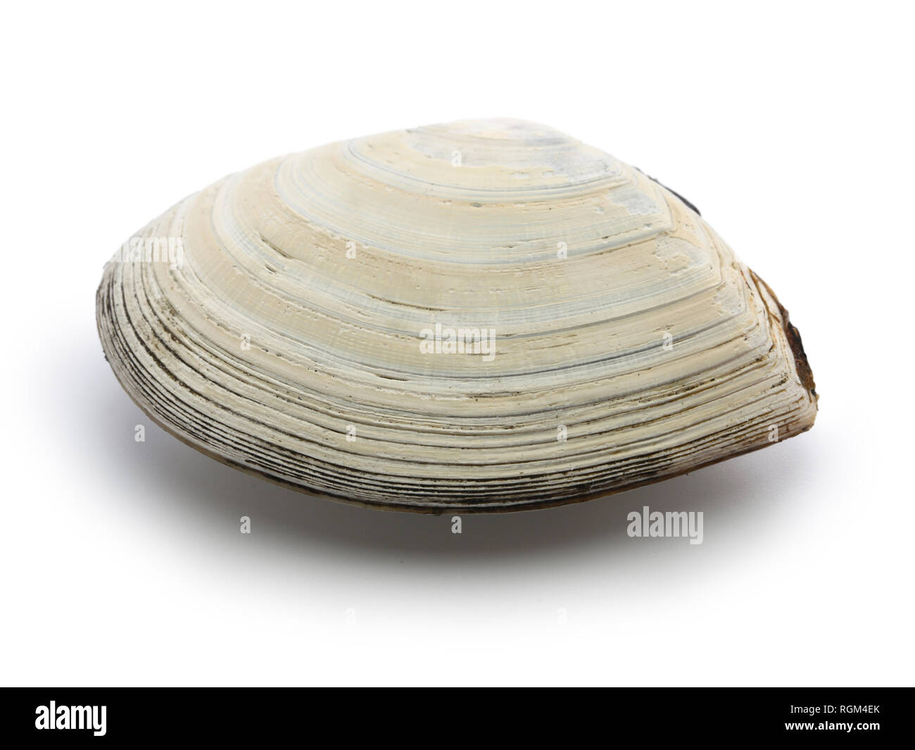 saragai (northern great tellin clam), japanese seafood isolated on ...