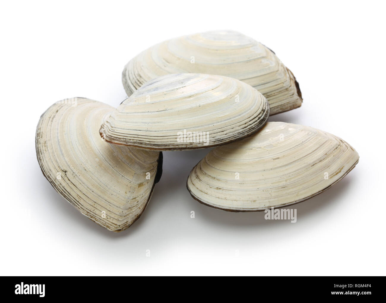 saragai (northern great tellin clam), japanese seafood isolated on ...