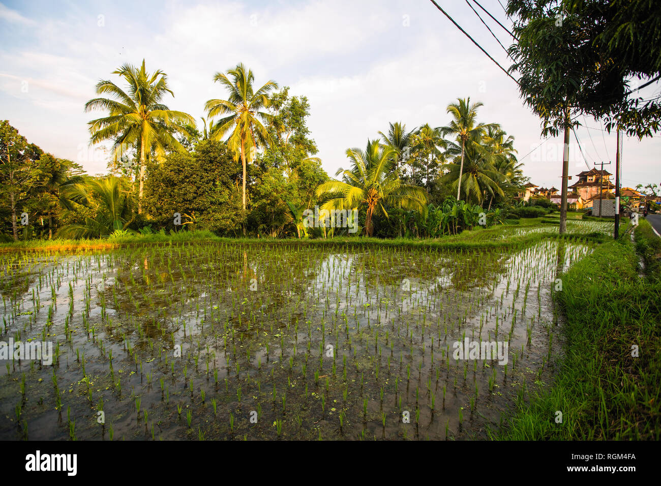 Rice terraces on bali hi-res stock photography and images - Alamy